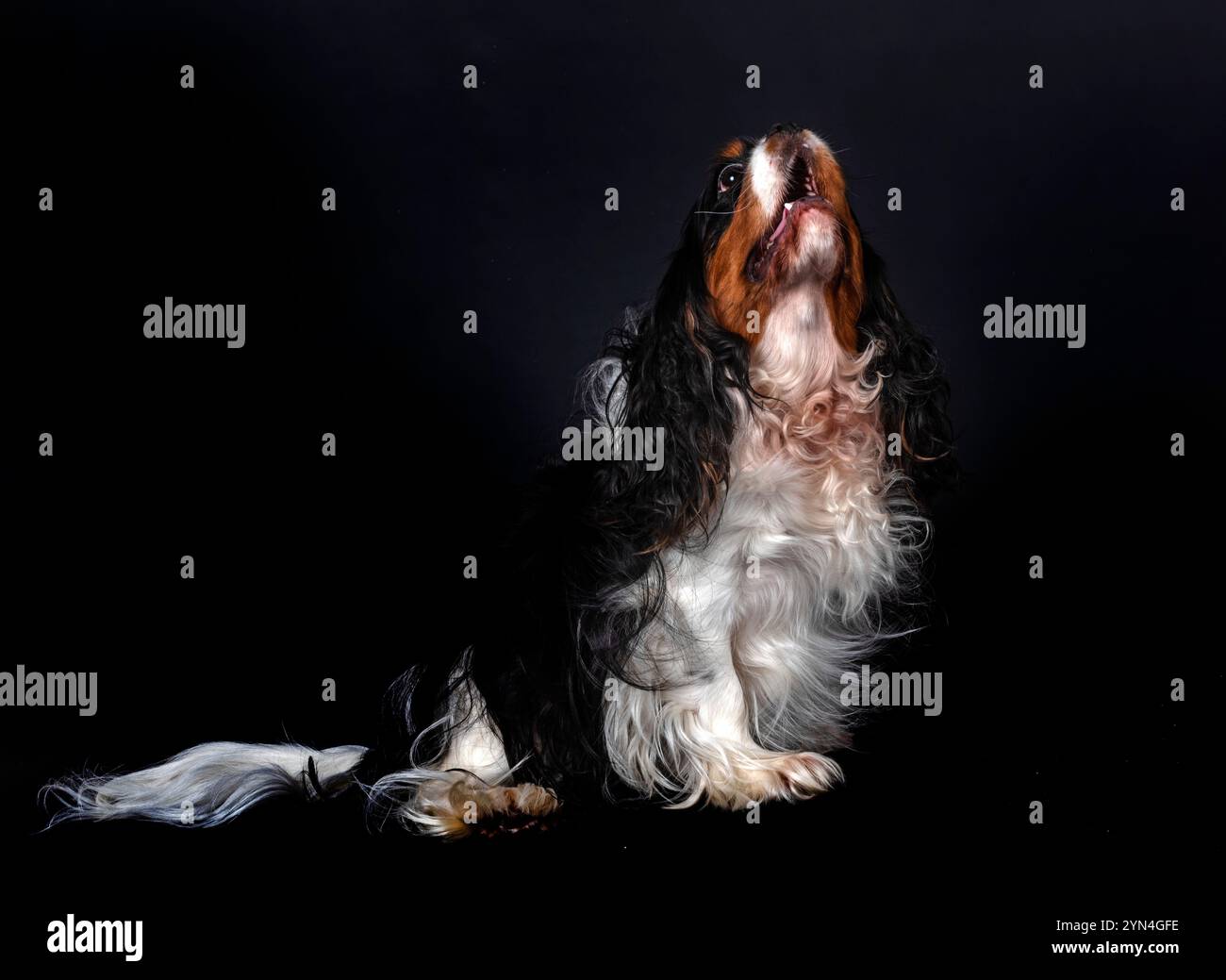 cavalier king charles in front of black background Stock Photo - Alamy