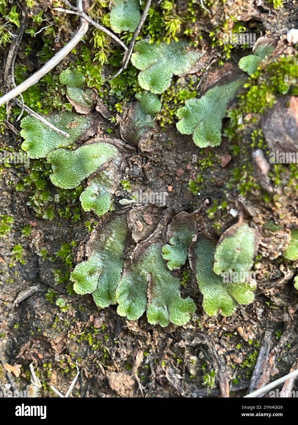 Asterella hi-res stock photography and images - Alamy