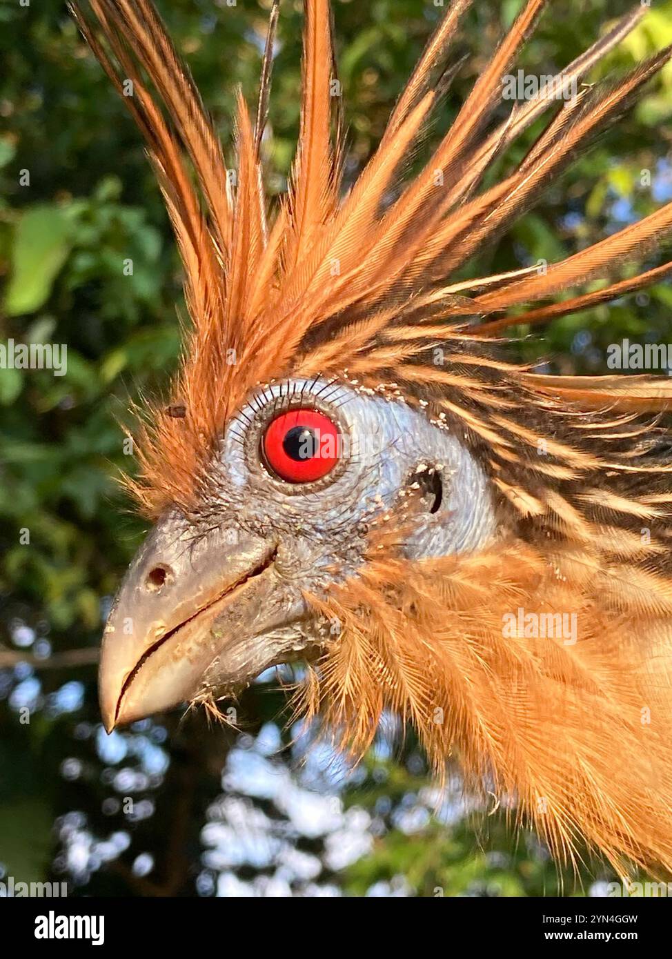 Hoatzin (Opisthocomus hoazin Stock Photo - Alamy