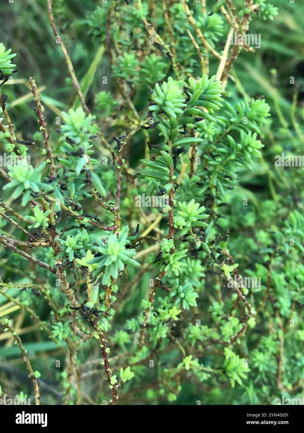 Shrubby Seablite (Suaeda vera Stock Photo - Alamy