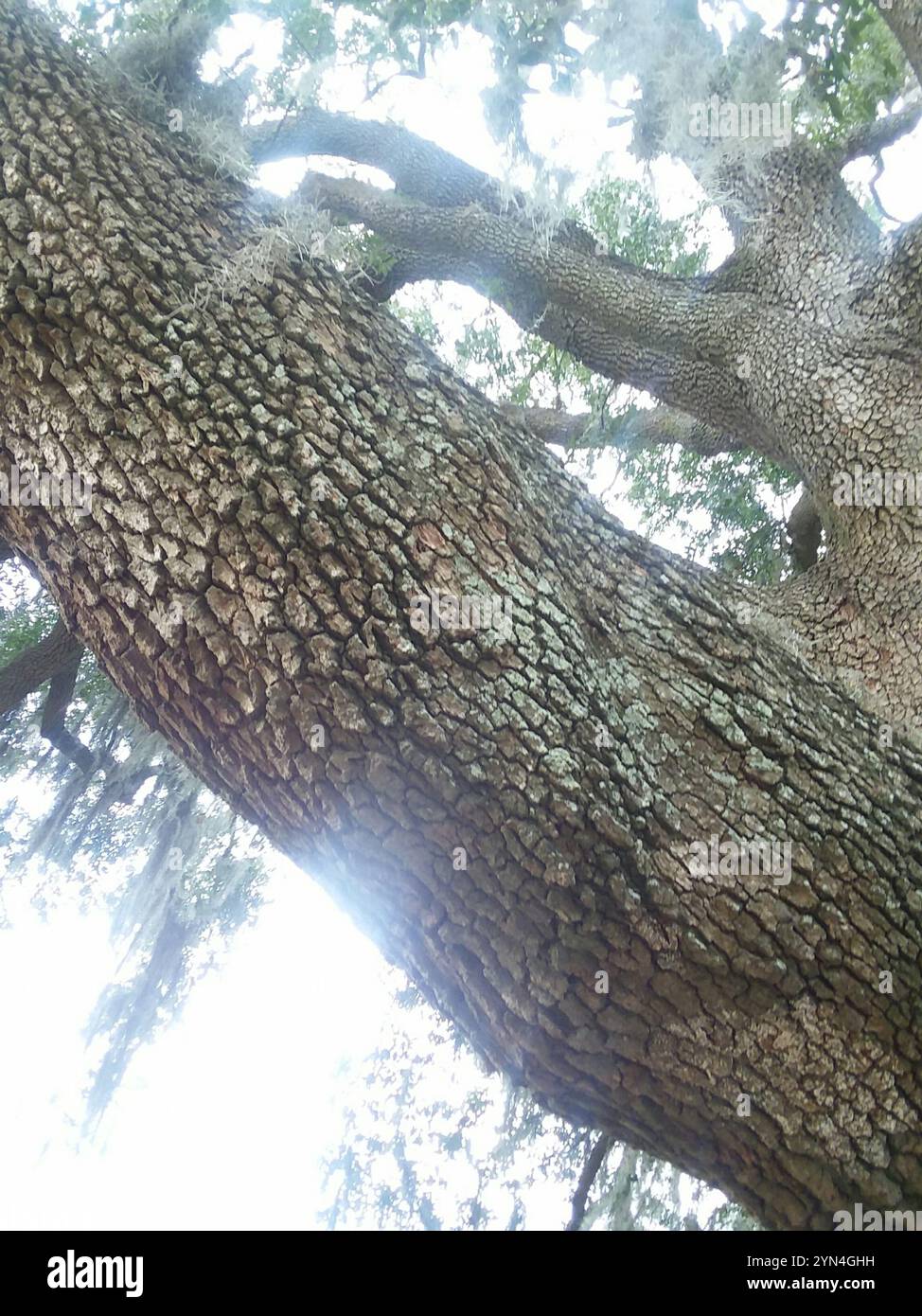 southern live oak (Quercus virginiana Stock Photo - Alamy