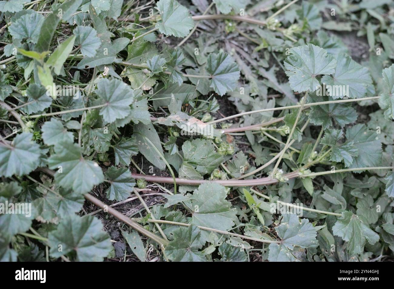 Small Mallow (Malva pusilla Stock Photo - Alamy