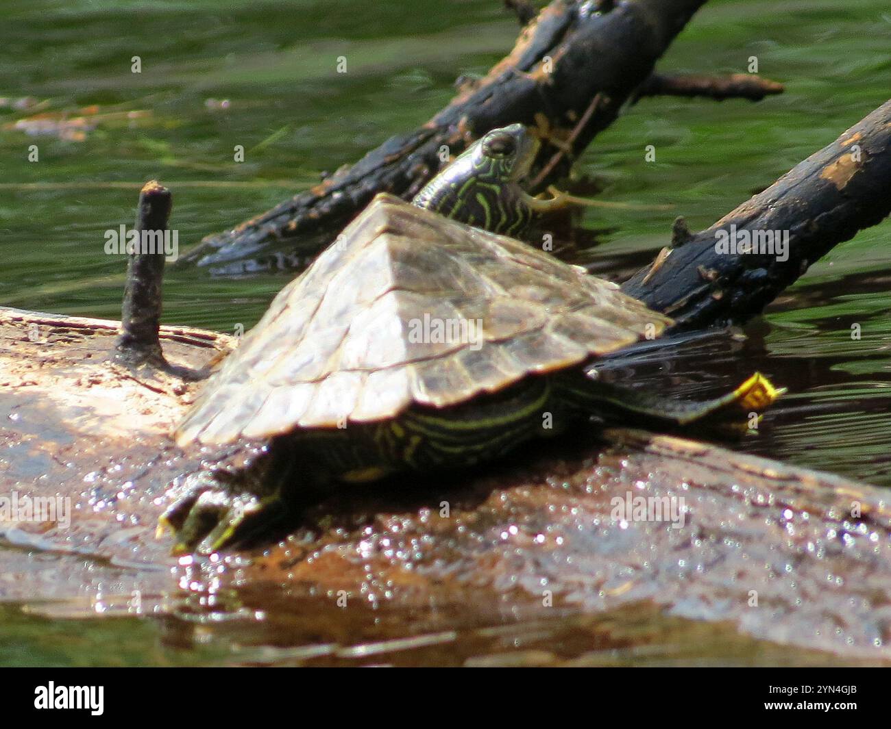 Northern Map Turtle (Graptemys geographica Stock Photo - Alamy