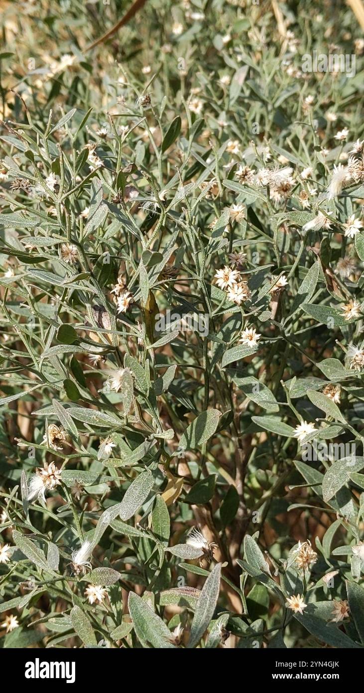 groundsel tree (Baccharis halimifolia Stock Photo - Alamy