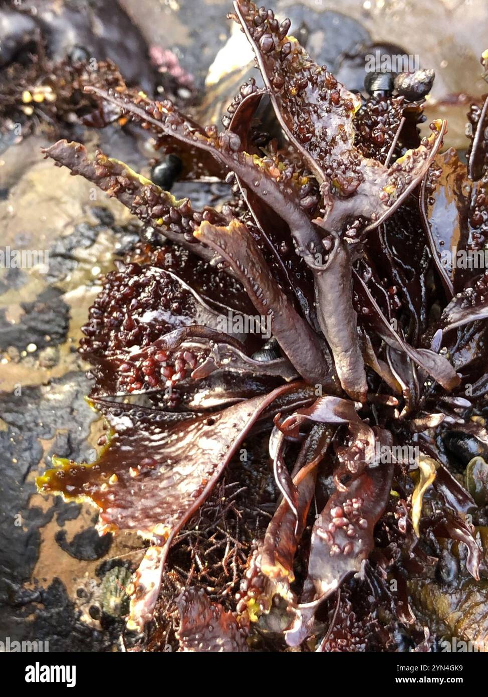 encrusting red algae (Mastocarpus Stock Photo - Alamy