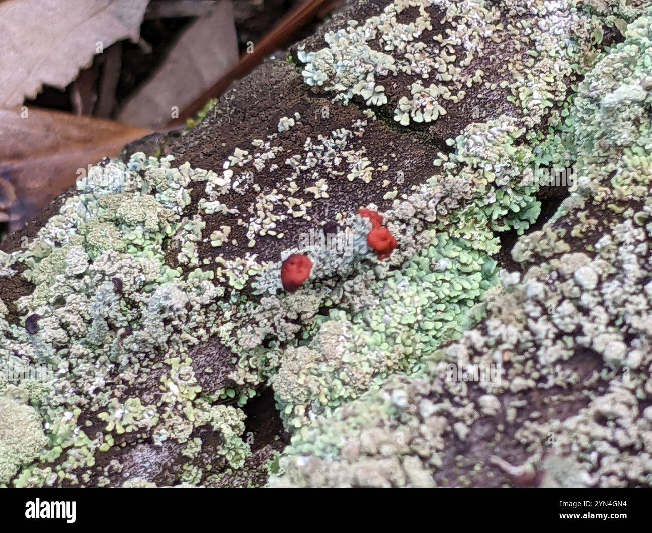 pixie cup and reindeer lichens (Cladonia Stock Photo - Alamy