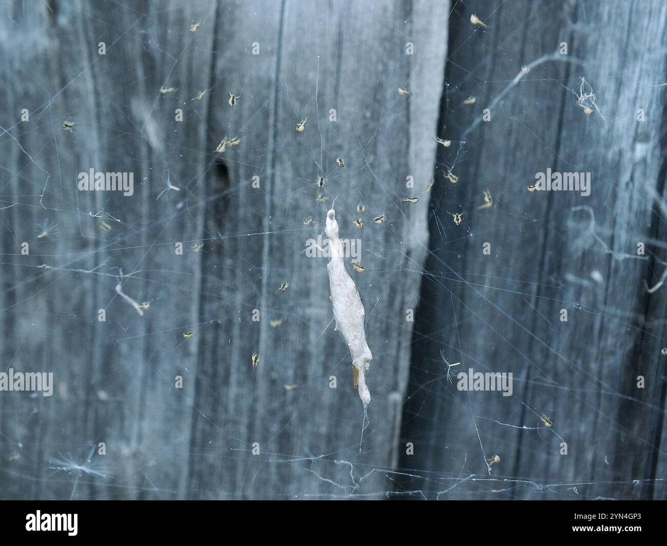 Walckenaer's Feather-legged Spider (Uloborus walckenaerius Stock Photo ...