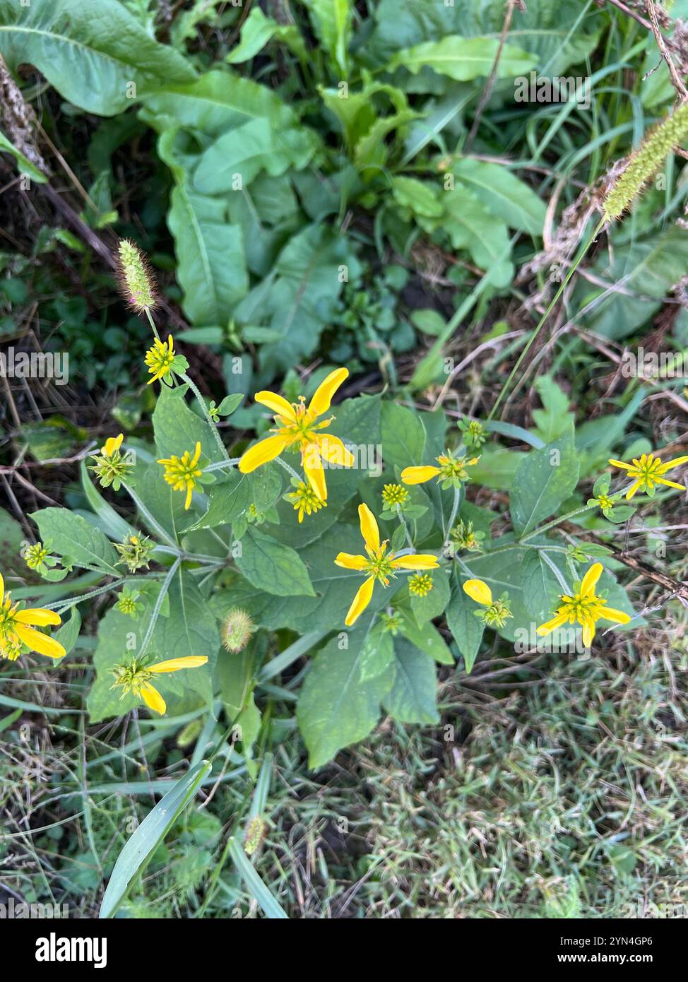 Wingstem (Verbesina alternifolia Stock Photo - Alamy