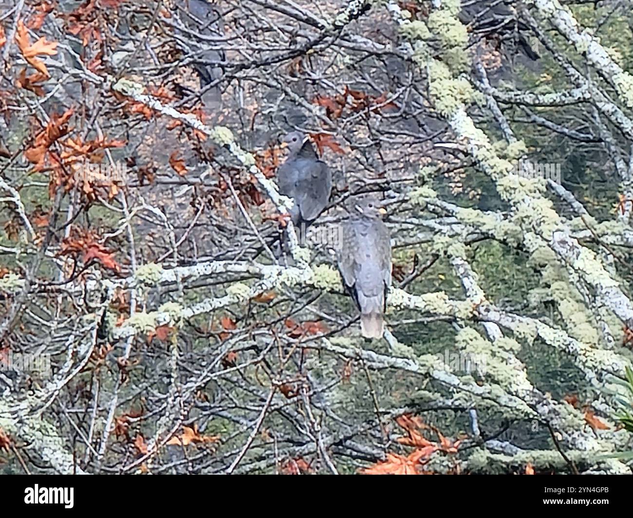 Band-tailed Pigeon (Patagioenas fasciata Stock Photo - Alamy