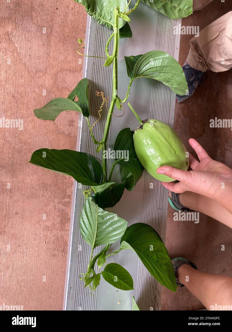 giant granadilla (Passiflora quadrangularis Stock Photo - Alamy