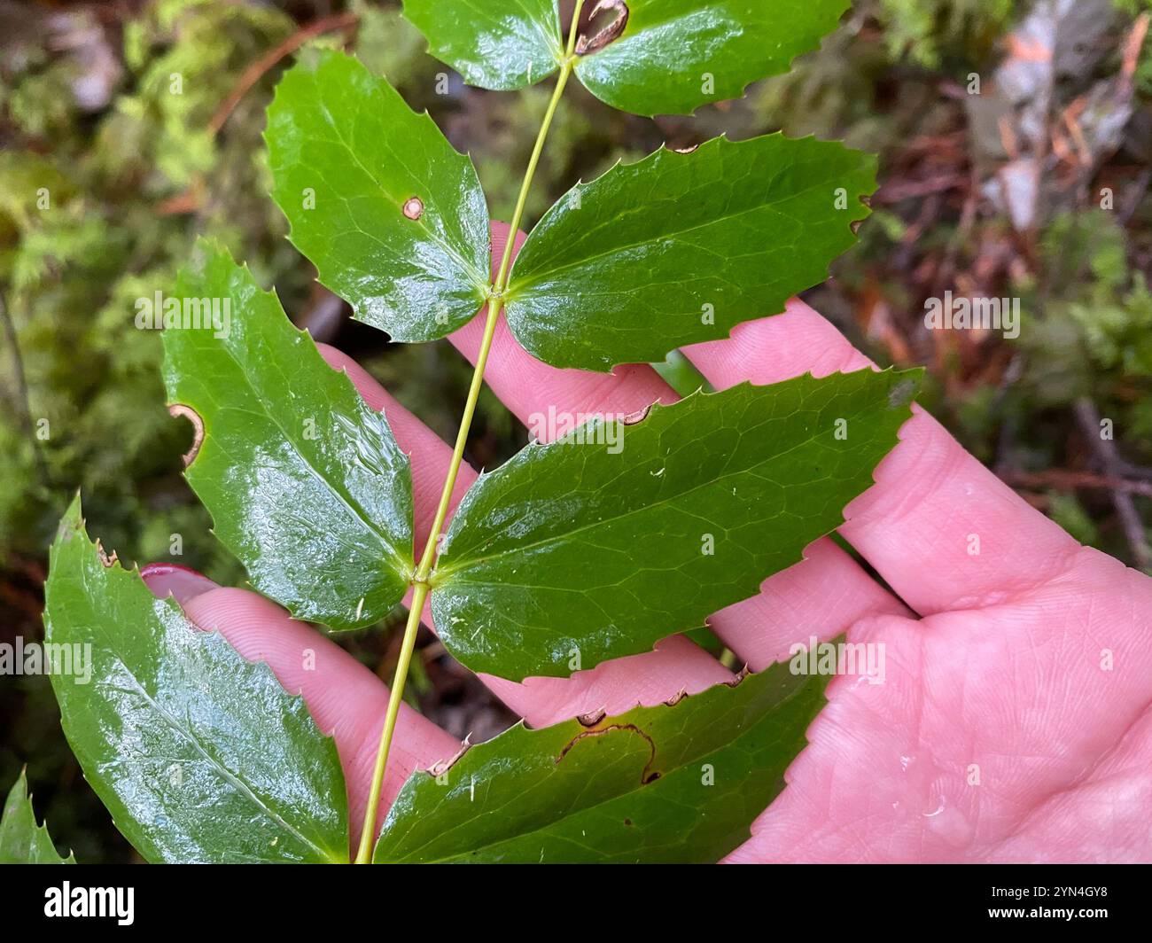 Cascade Oregon-grape (Berberis nervosa Stock Photo - Alamy