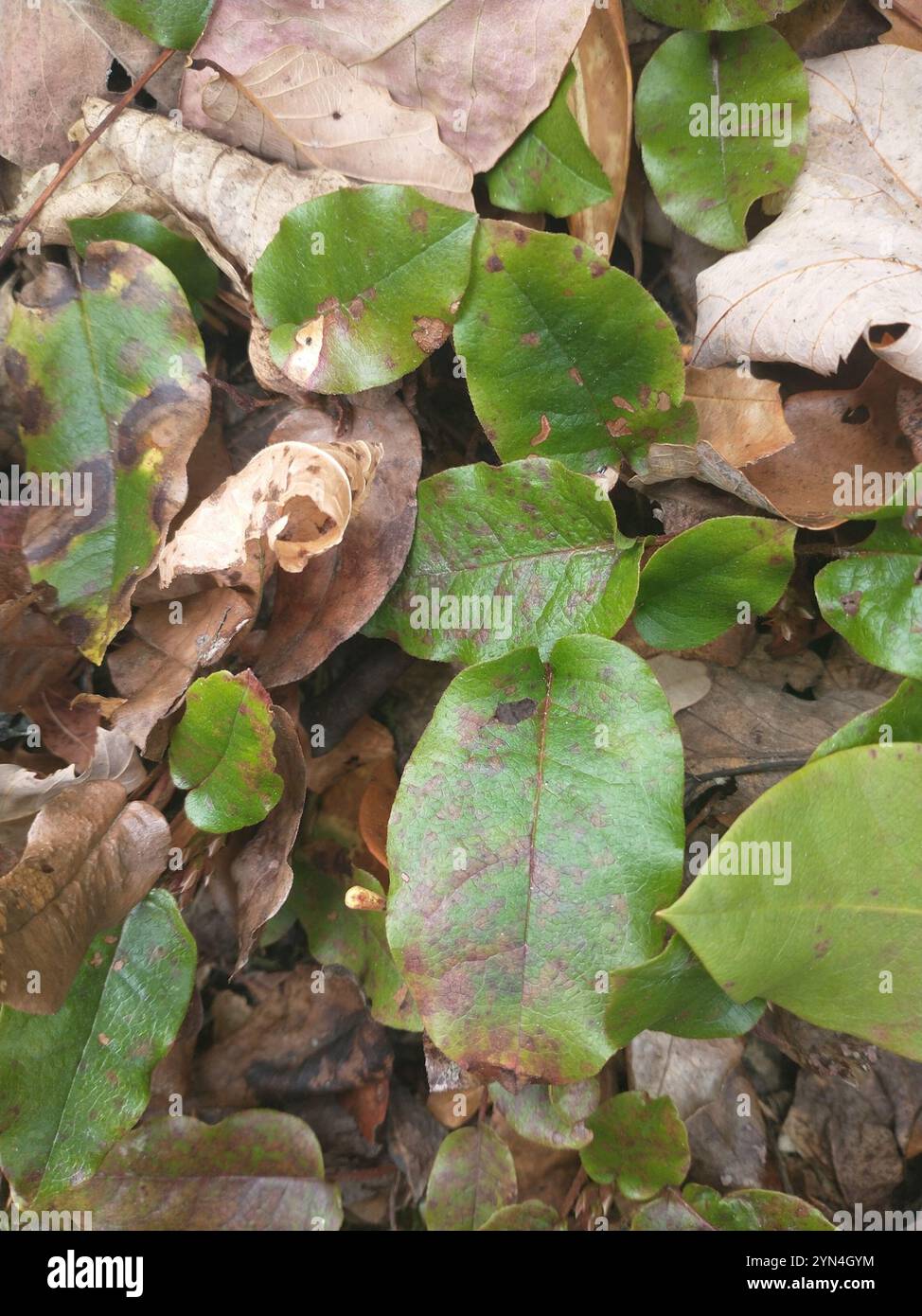 trailing arbutus (Epigaea repens Stock Photo - Alamy