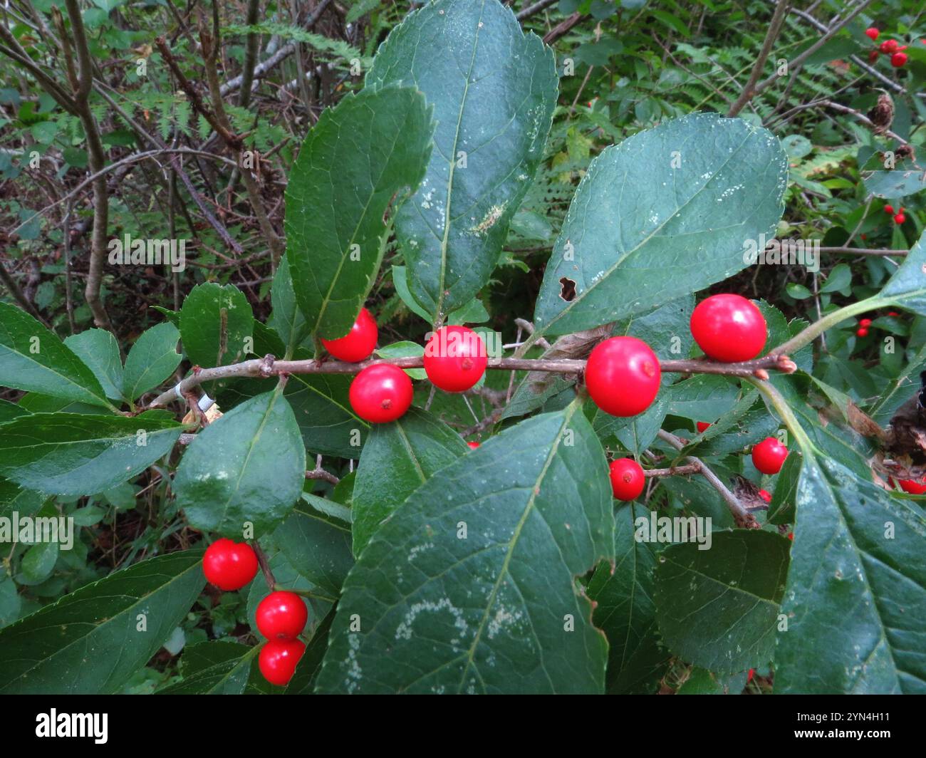 winterberry holly (Ilex verticillata Stock Photo - Alamy