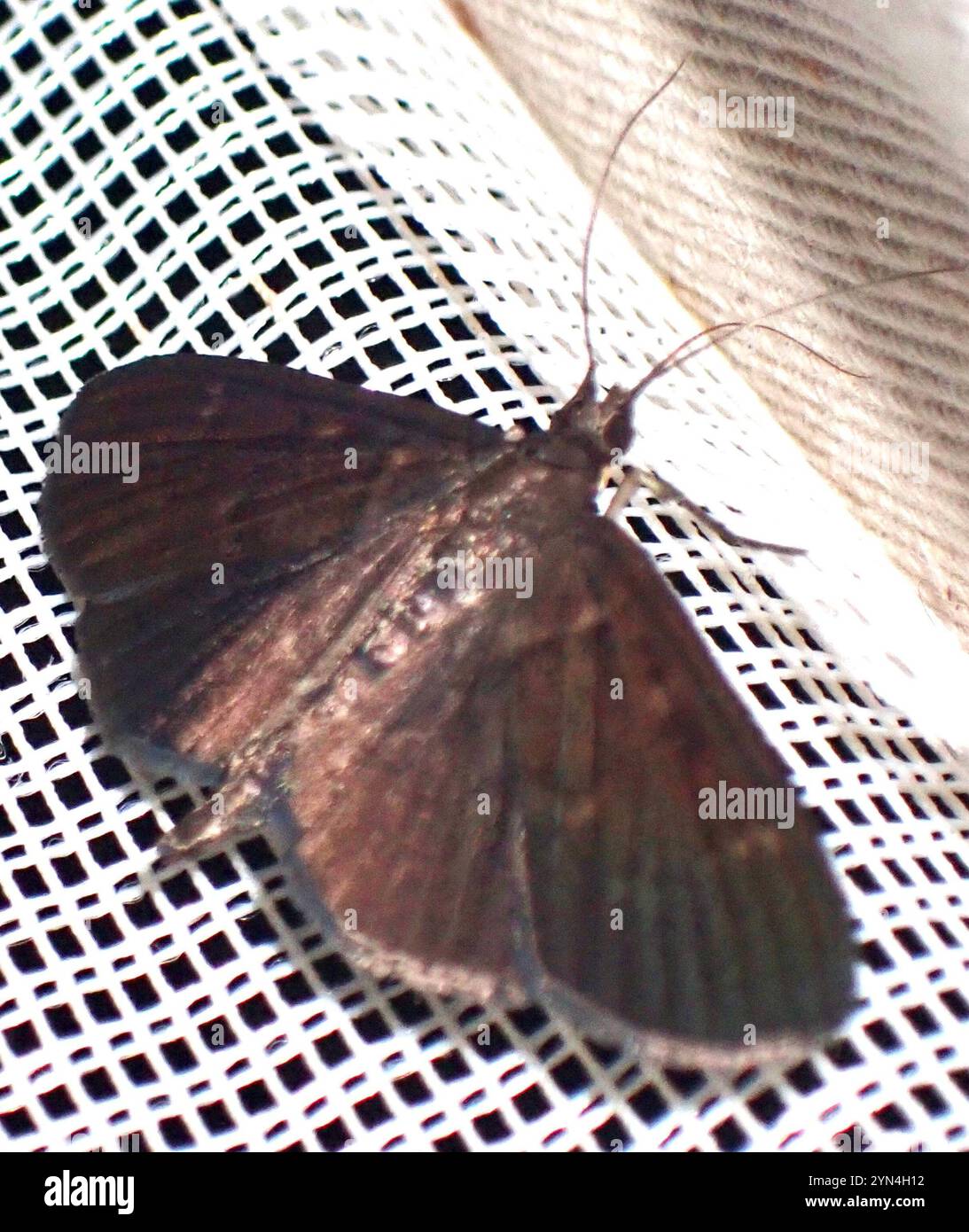 Pearl Moths (Spilomelinae Stock Photo - Alamy