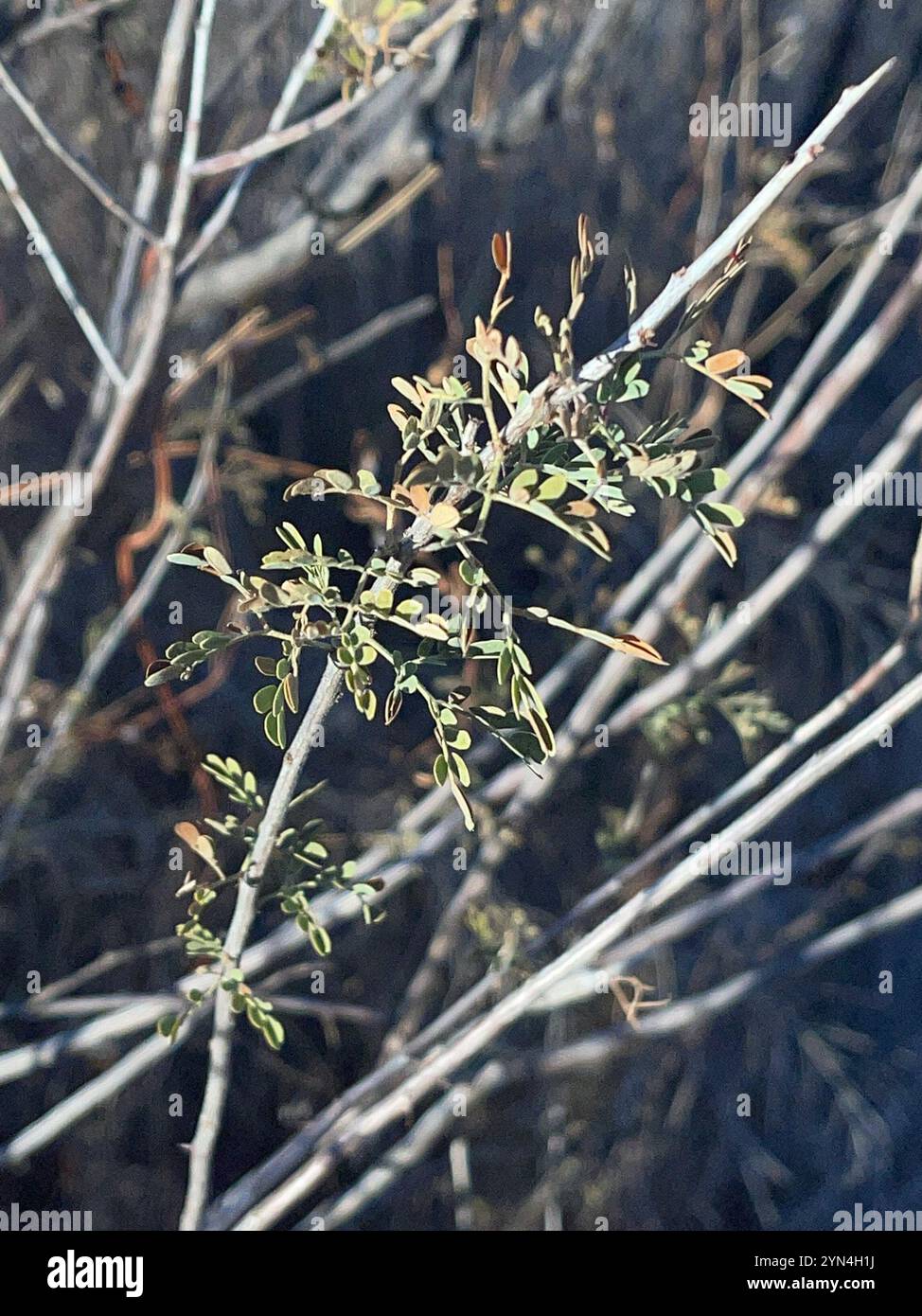 Catclaw Acacia (Senegalia greggii Stock Photo - Alamy