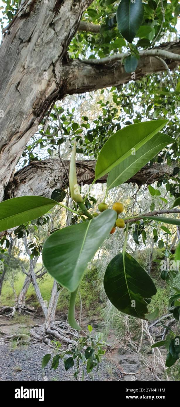 Port Jackson fig (Ficus rubiginosa Stock Photo - Alamy