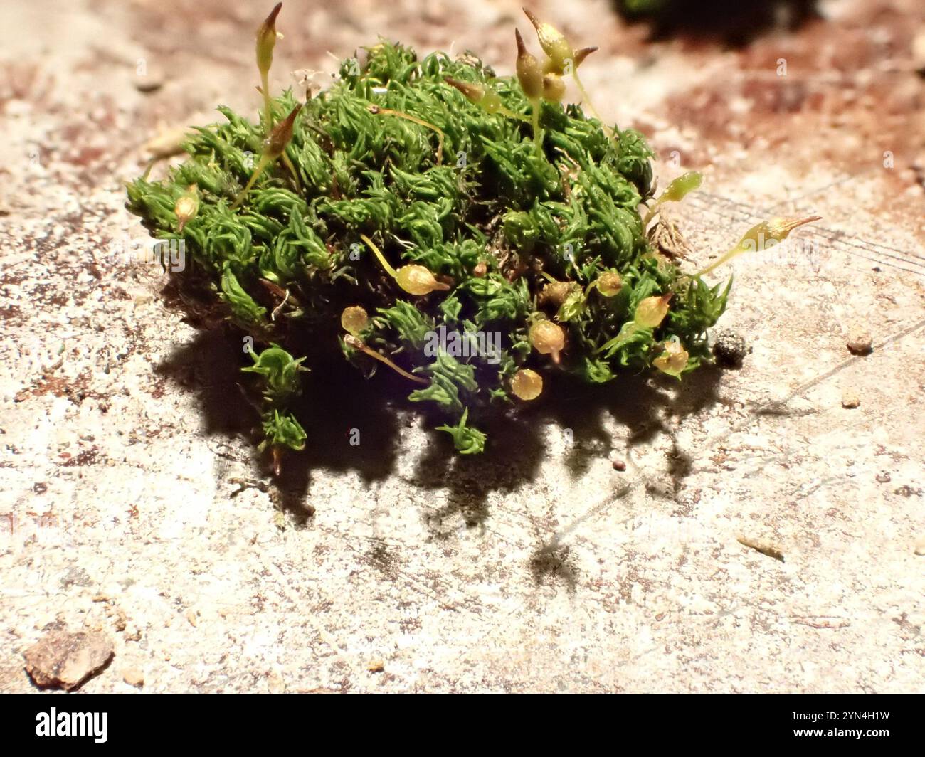 Ptychomitrium hi-res stock photography and images - Alamy