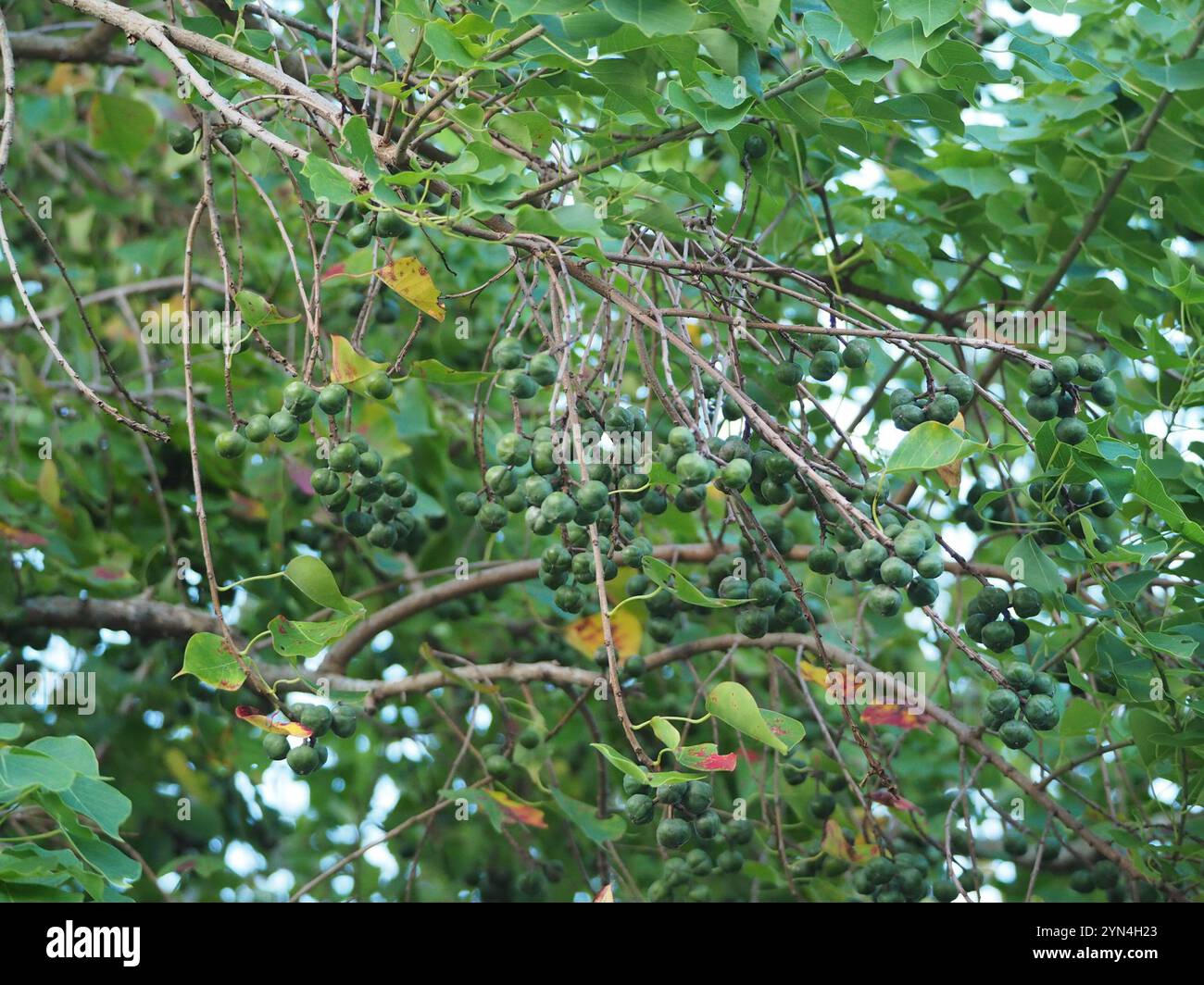 Chinese Tallow (Triadica sebifera Stock Photo - Alamy