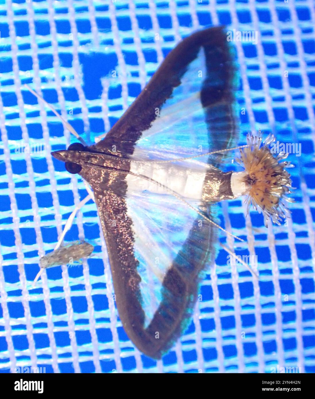 Cucumber Moth (Diaphania indica Stock Photo - Alamy