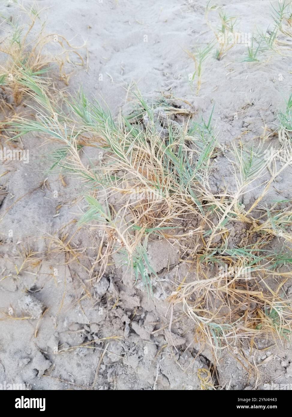 Saltgrass (Distichlis spicata Stock Photo - Alamy