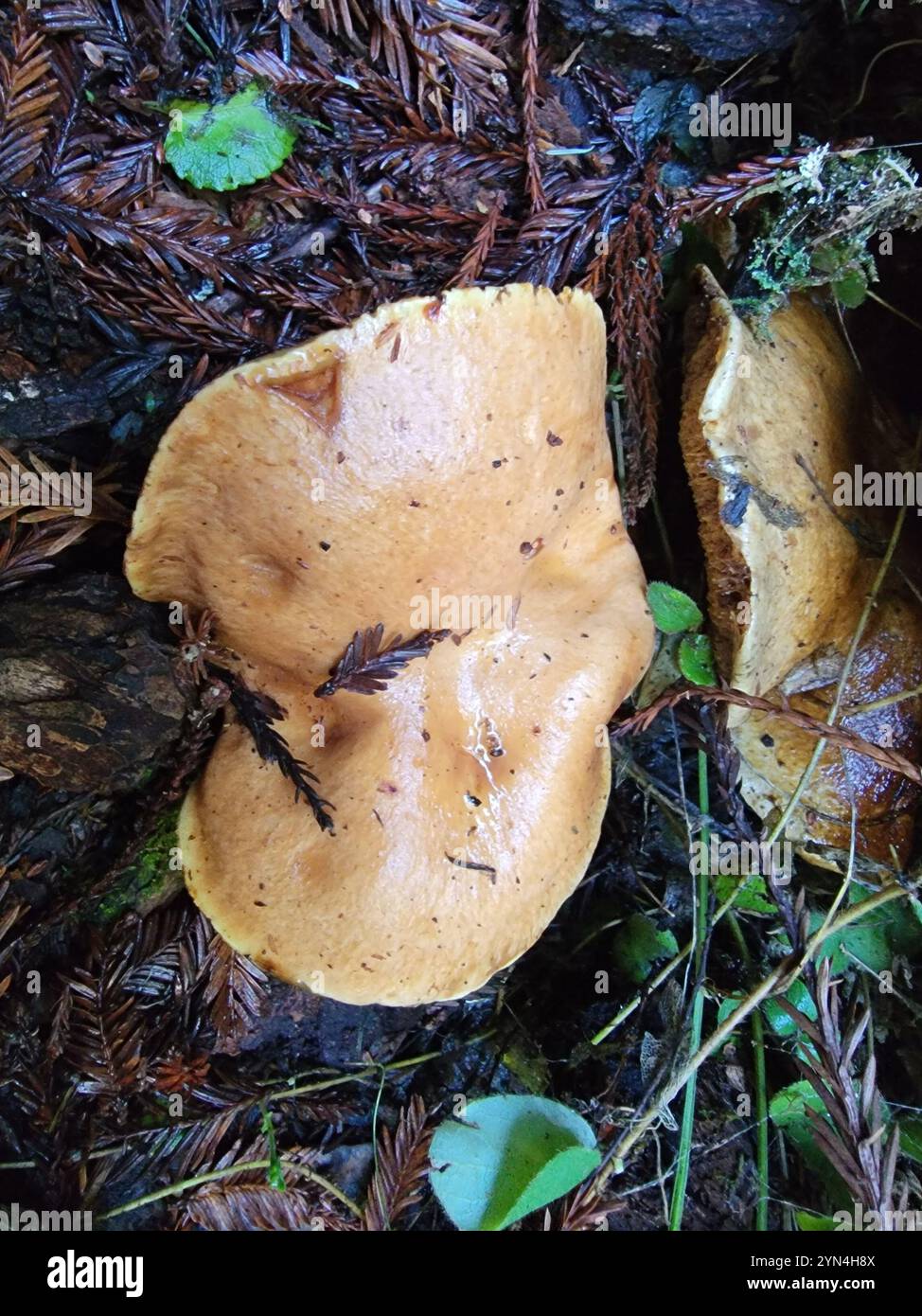 Fat Jack (Suillus caerulescens Stock Photo - Alamy