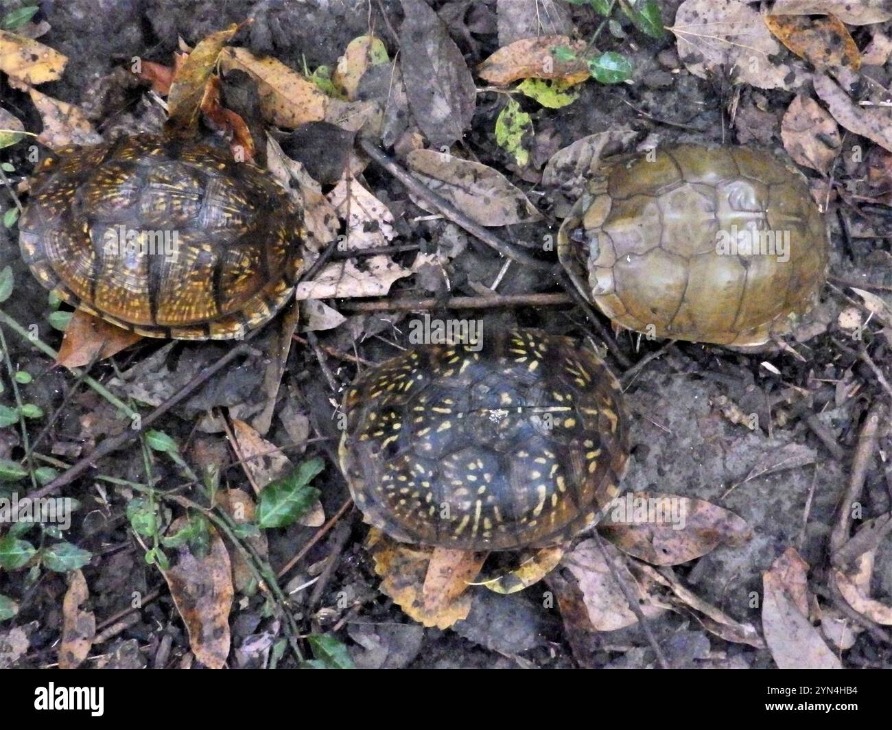 Three-toed Box Turtle (Terrapene triunguis Stock Photo - Alamy