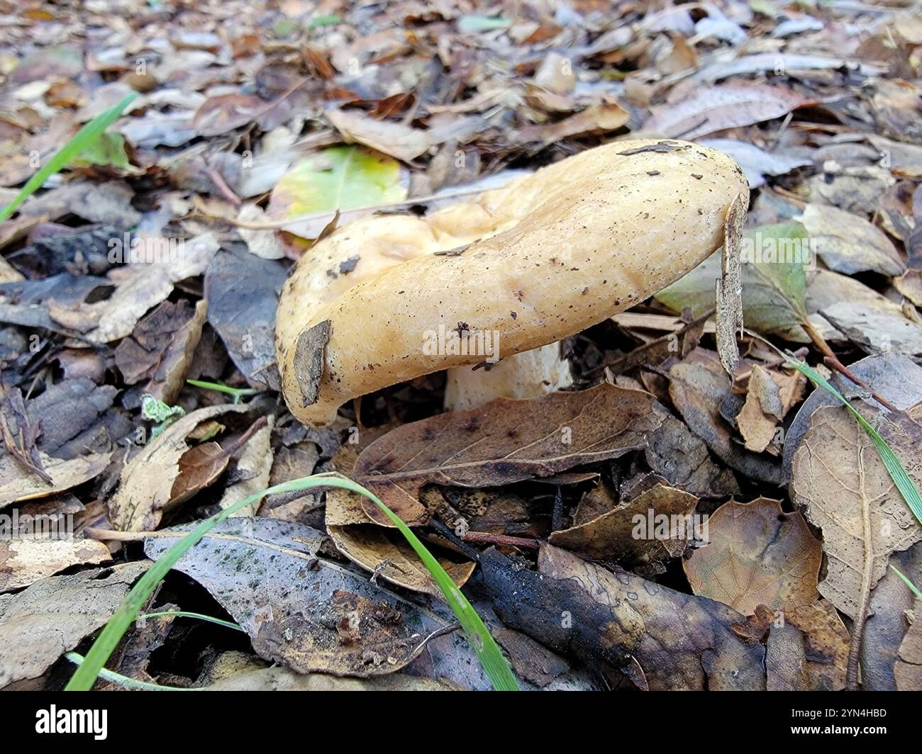 golden milkcap (Lactarius alnicola Stock Photo - Alamy