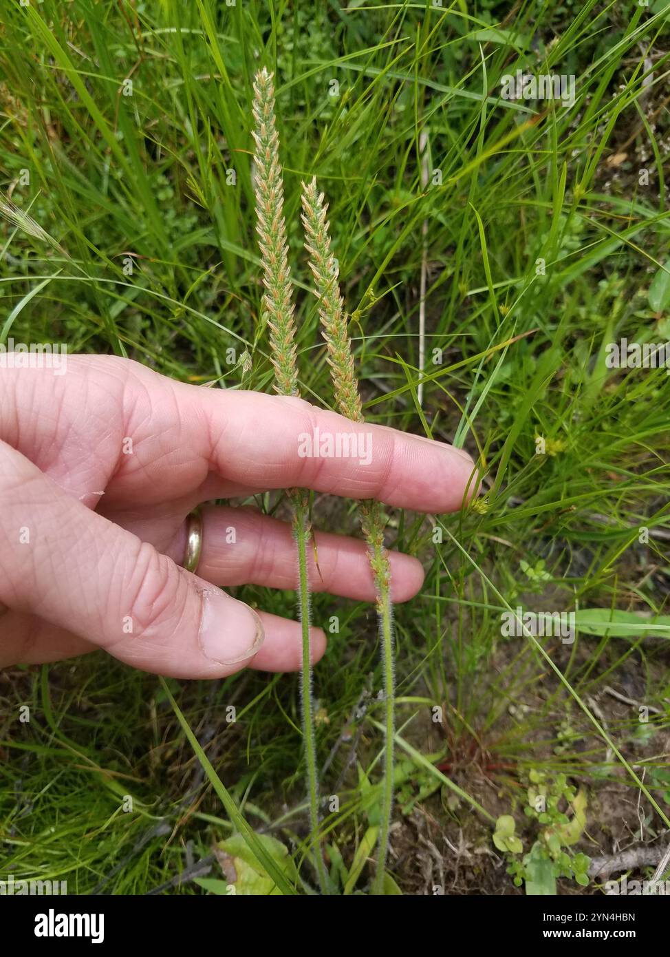 dwarf plantain (Plantago virginica Stock Photo - Alamy