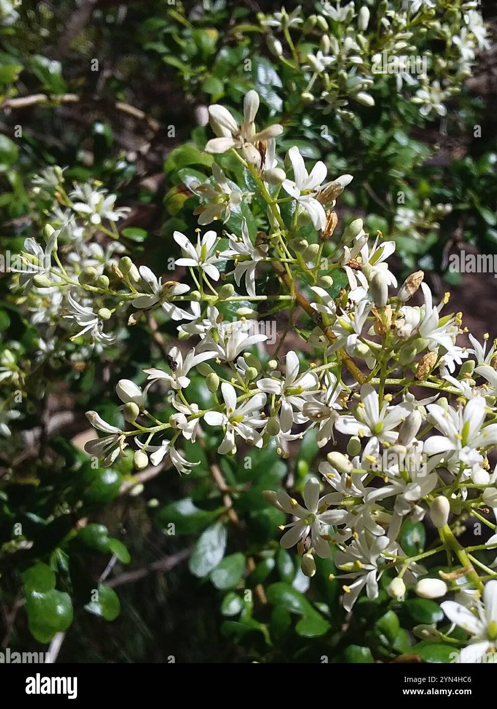Australian Blackthorn (Bursaria spinosa Stock Photo - Alamy