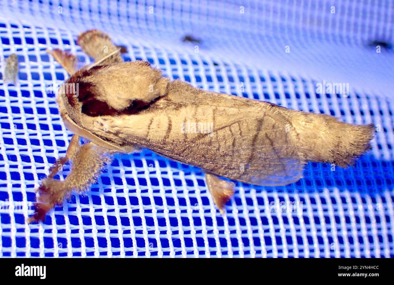 Old World Goat Moths (Metarbelidae Stock Photo - Alamy