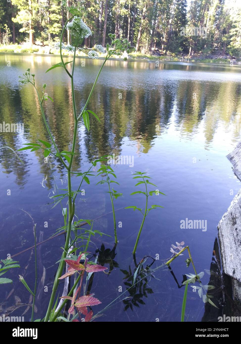 carrot family (Apiaceae Stock Photo - Alamy