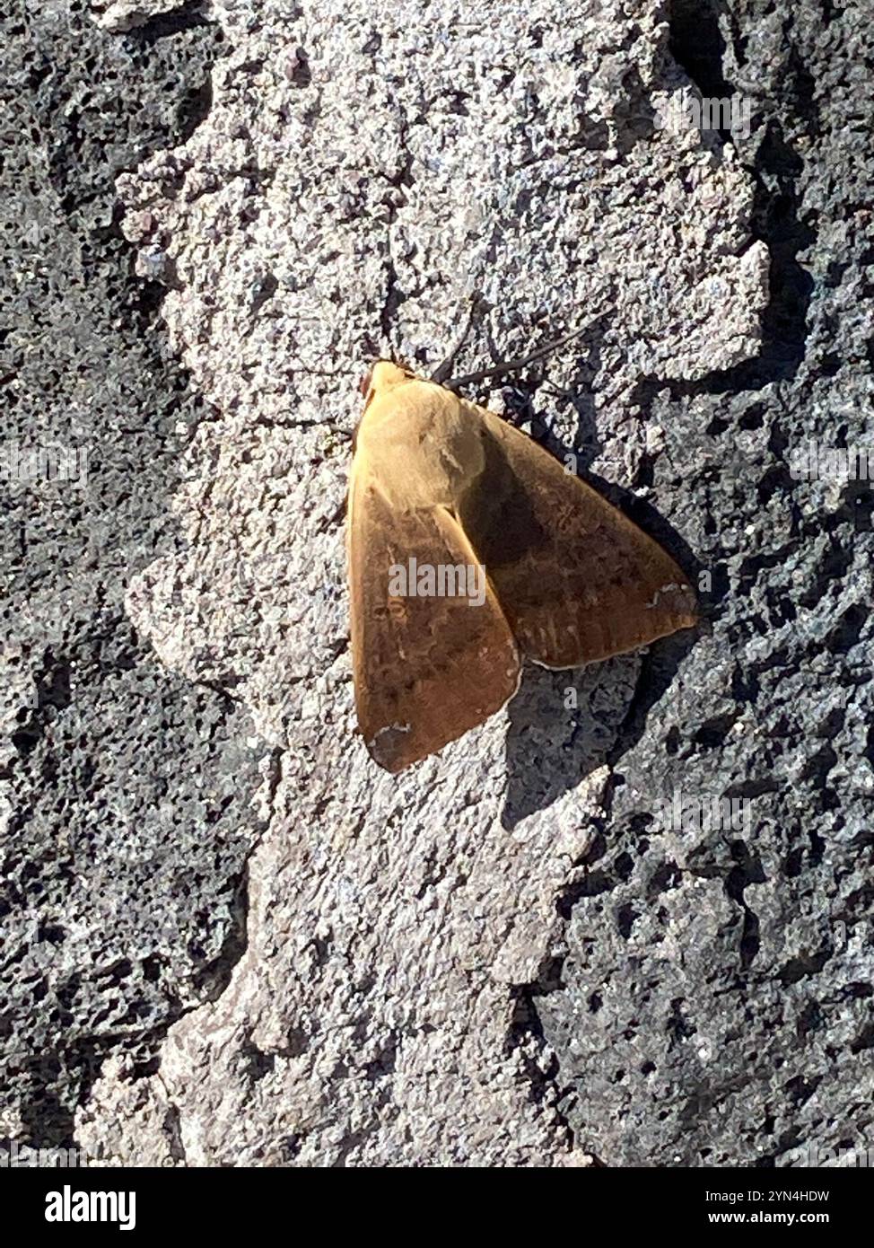 Guava Moth (Ophiusa disjungens Stock Photo - Alamy
