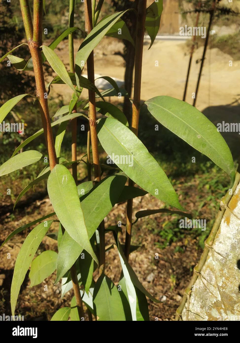 Ceylon ironwood (Mesua ferrea Stock Photo - Alamy