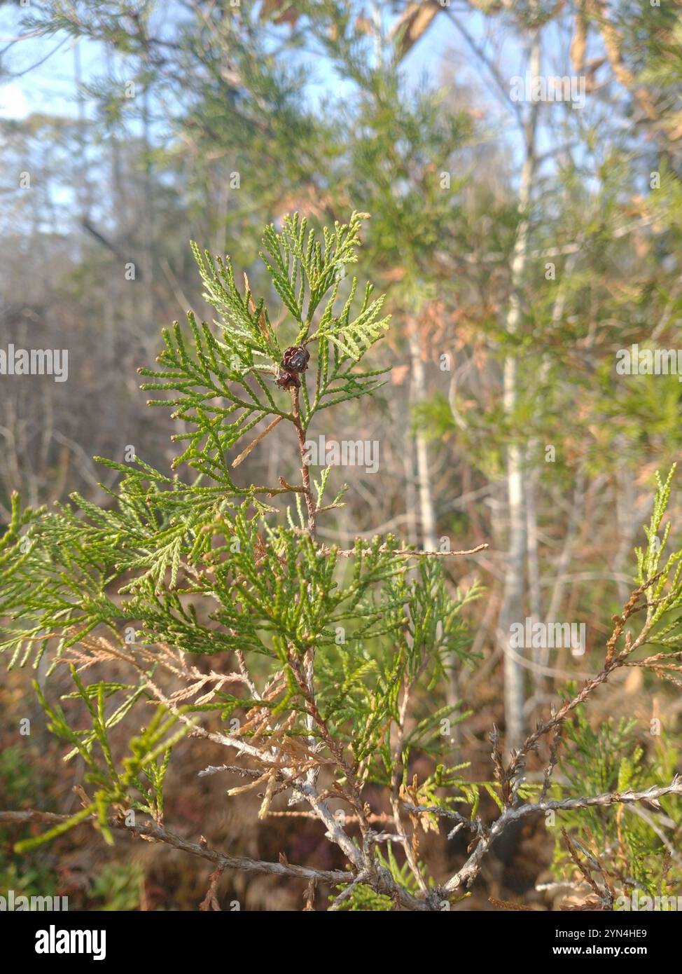 Atlantic white cedar (Chamaecyparis thyoides Stock Photo - Alamy