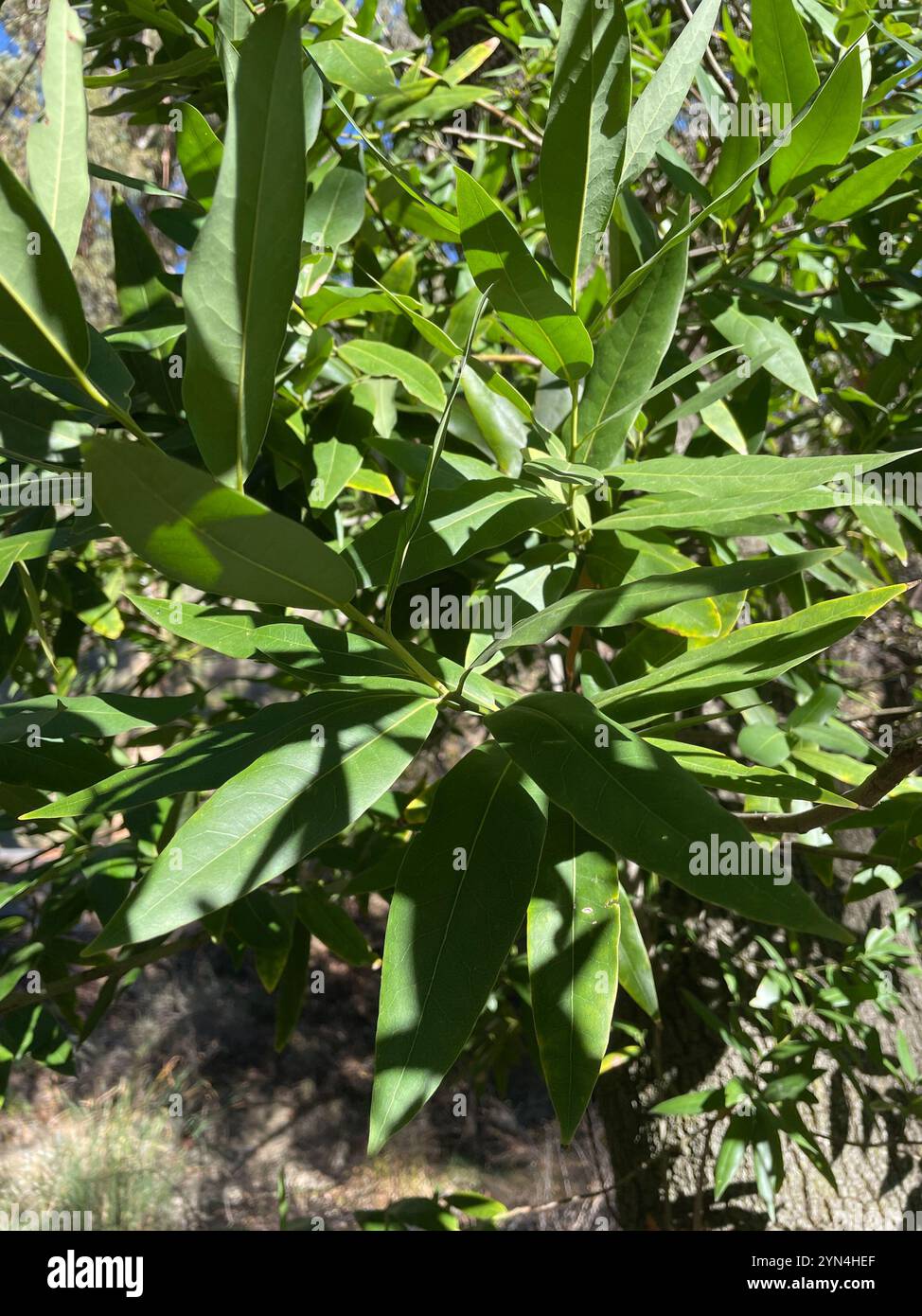 California bay (Umbellularia californica Stock Photo - Alamy