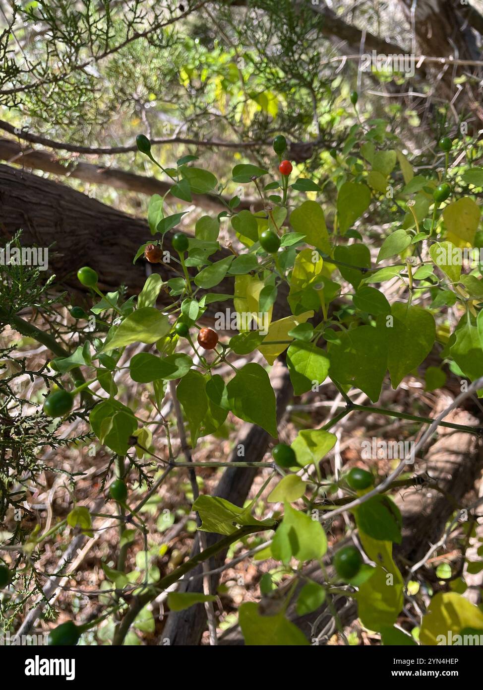 bird pepper (Capsicum annuum glabriusculum Stock Photo - Alamy