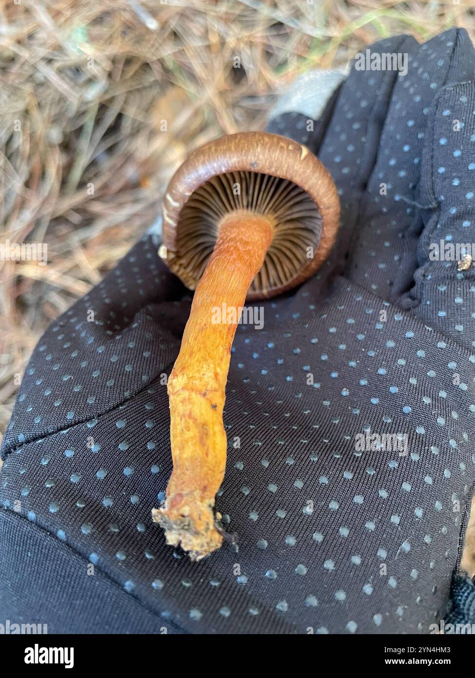 Pine Spikes (Chroogomphus vinicolor Stock Photo - Alamy