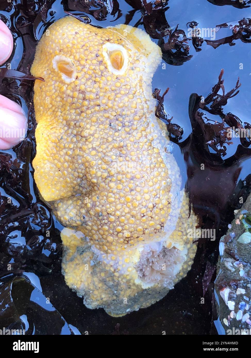 Noble Dorid (Peltodoris nobilis Stock Photo - Alamy