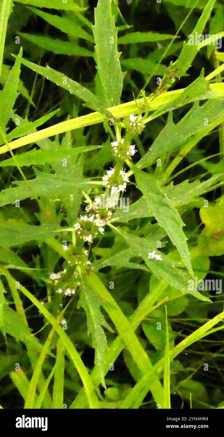 American bugleweed (Lycopus americanus Stock Photo - Alamy