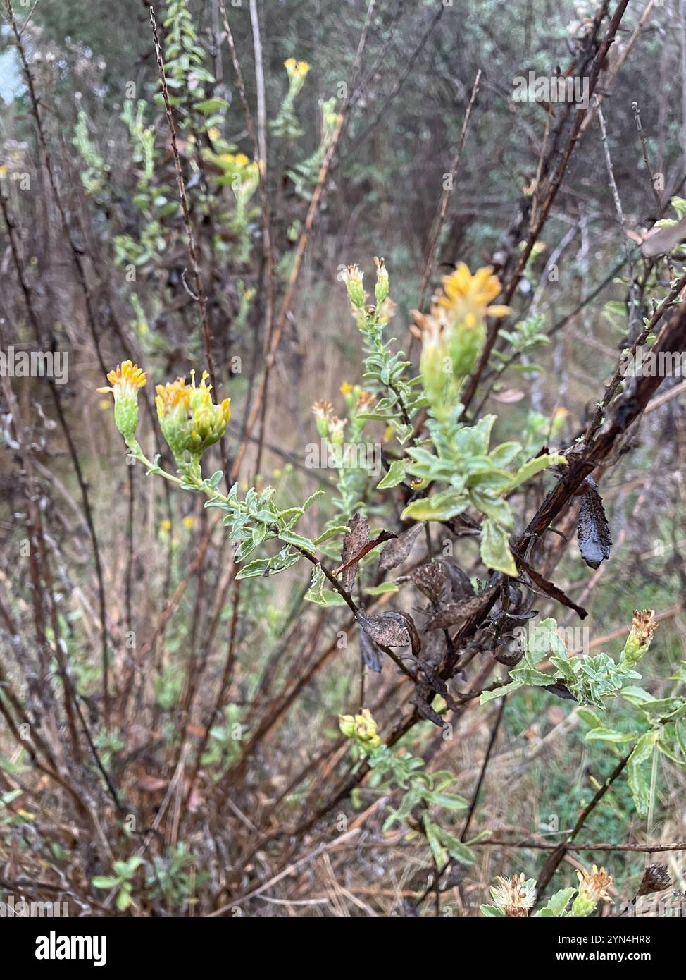 Coastal Goldenbush (Isocoma menziesii Stock Photo - Alamy