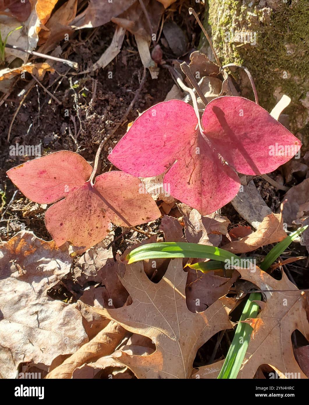 sharp-lobed hepatica (Hepatica acutiloba Stock Photo - Alamy