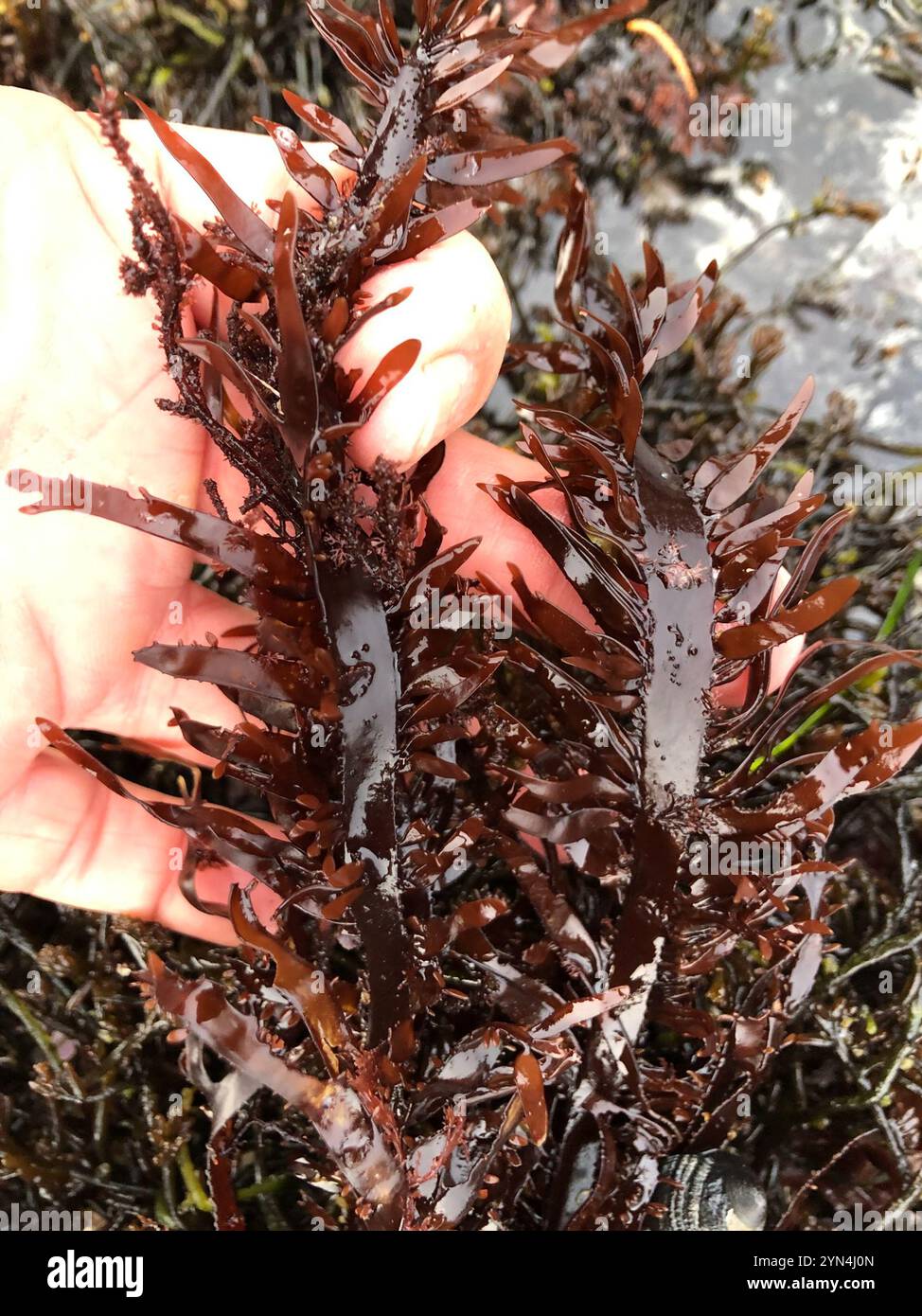 red algae (Rhodophyta Stock Photo - Alamy