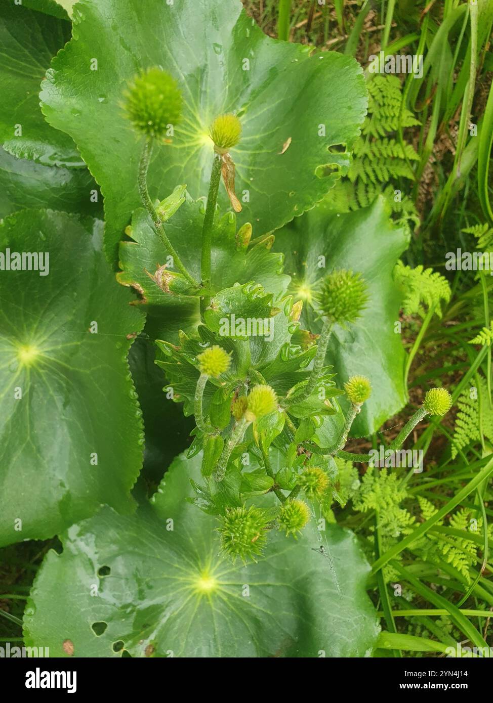 Mount Cook lily (Ranunculus lyallii Stock Photo - Alamy