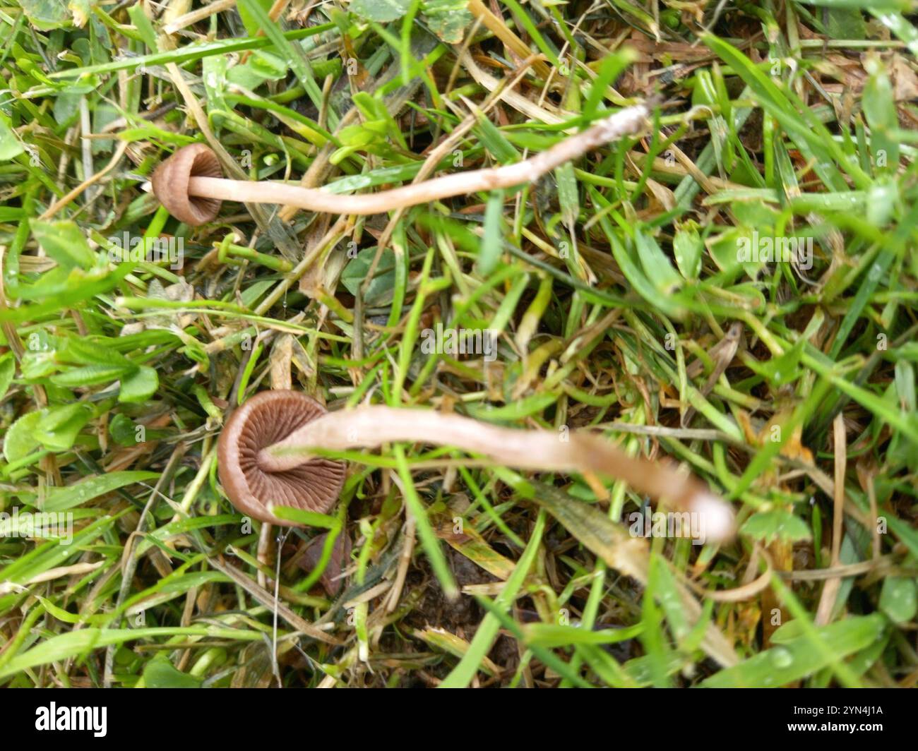 Mower's Mushroom (Panaeolus foenisecii Stock Photo - Alamy