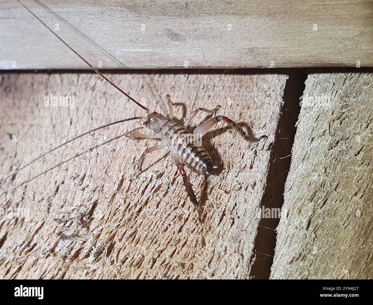 Wellington Tree Wētā (Hemideina crassidens Stock Photo - Alamy