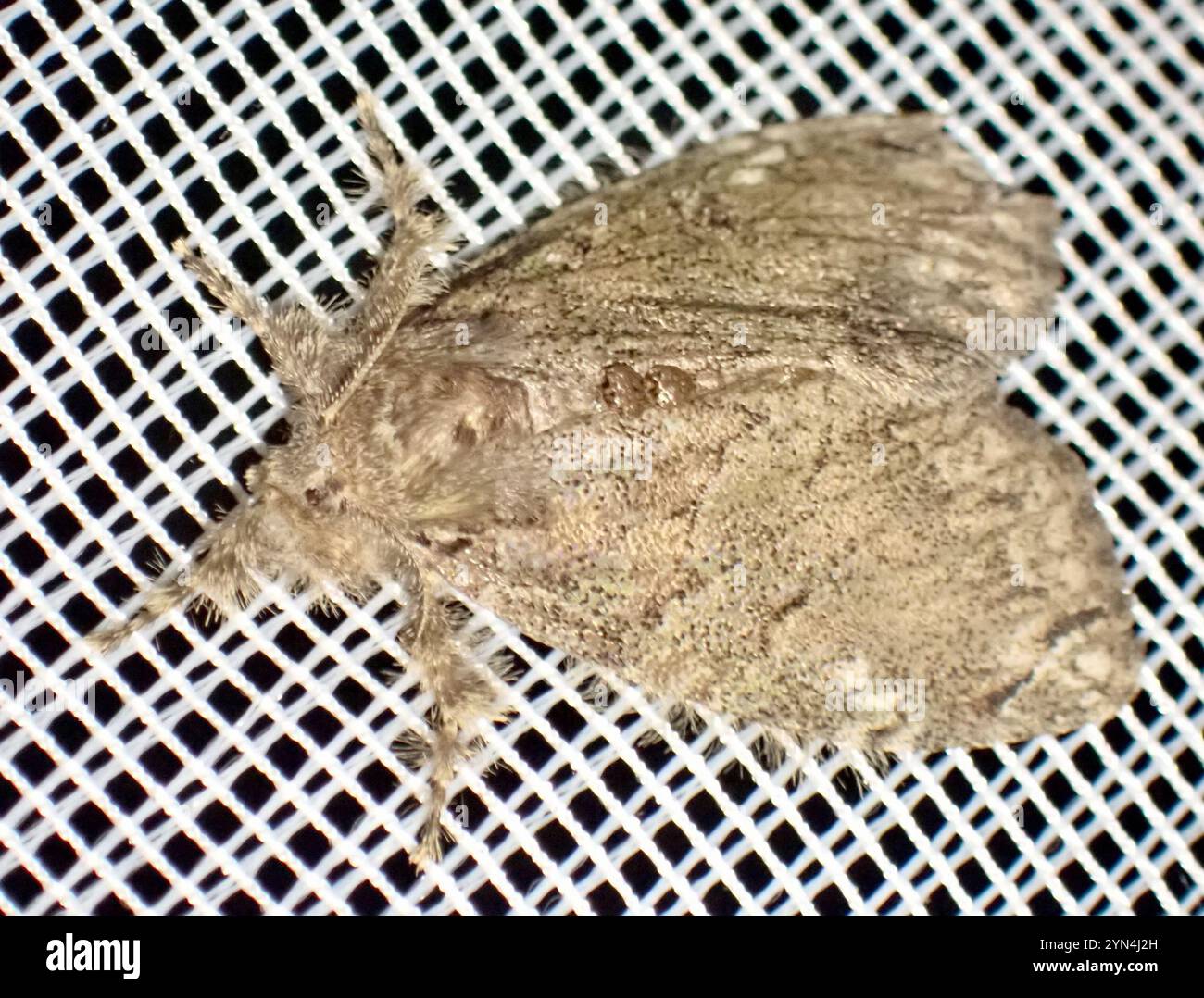 Owlet Moths and Allies (Noctuoidea Stock Photo - Alamy
