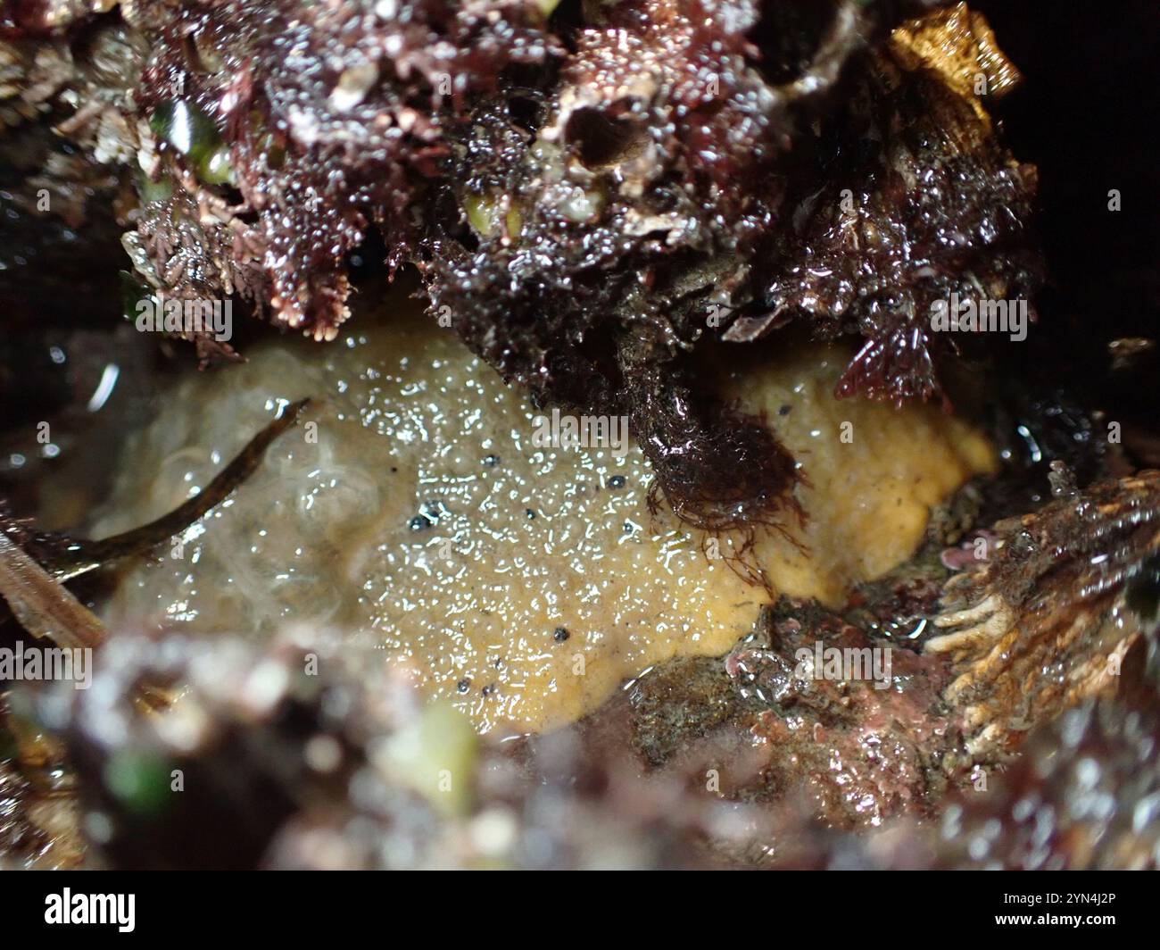 Monterey Dorid (Doris montereyensis Stock Photo - Alamy