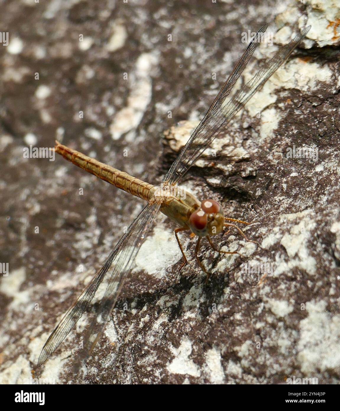 Rock Scarlet (Crocothemis divisa Stock Photo - Alamy