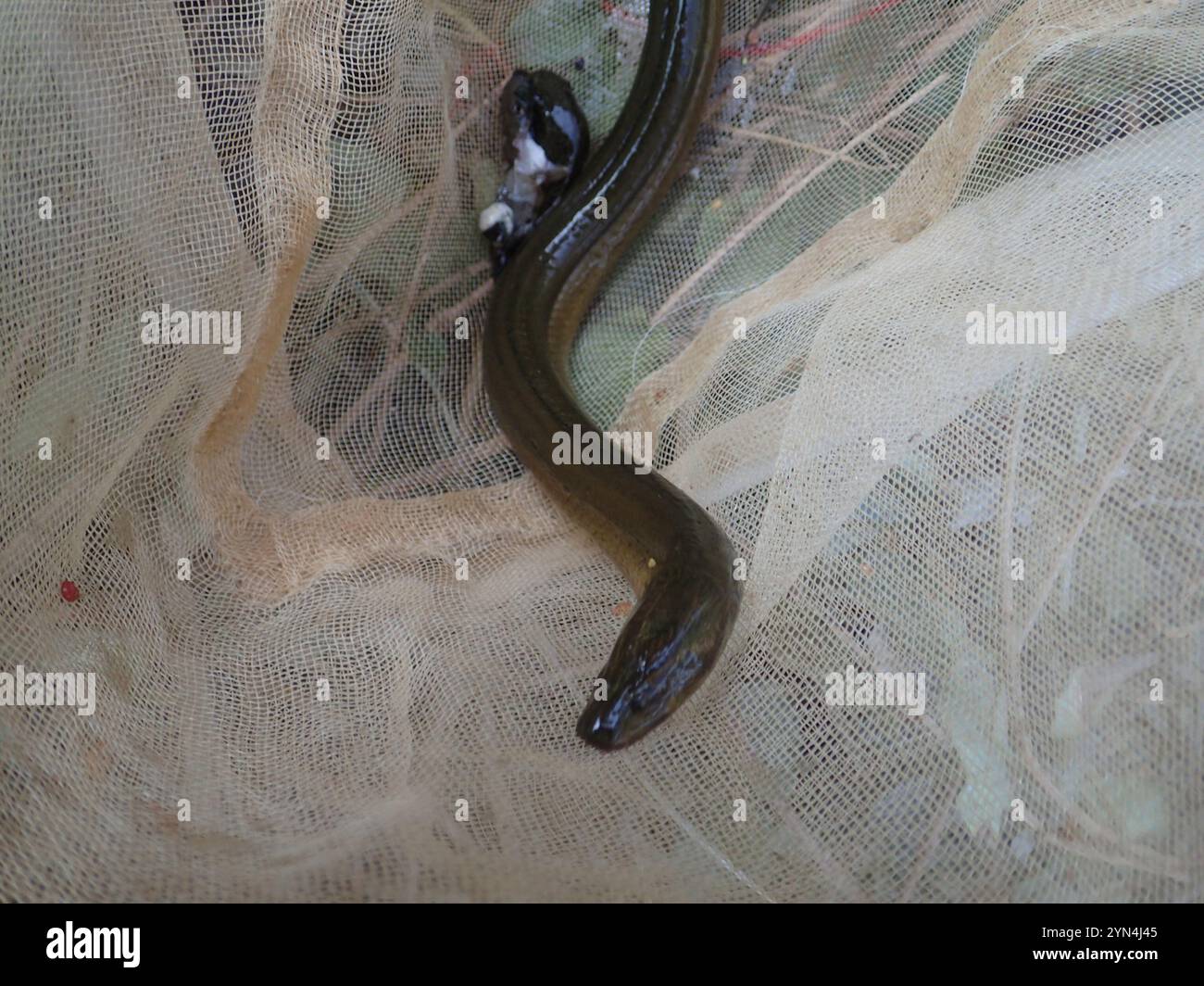 Asian swamp eel hi-res stock photography and images - Alamy
