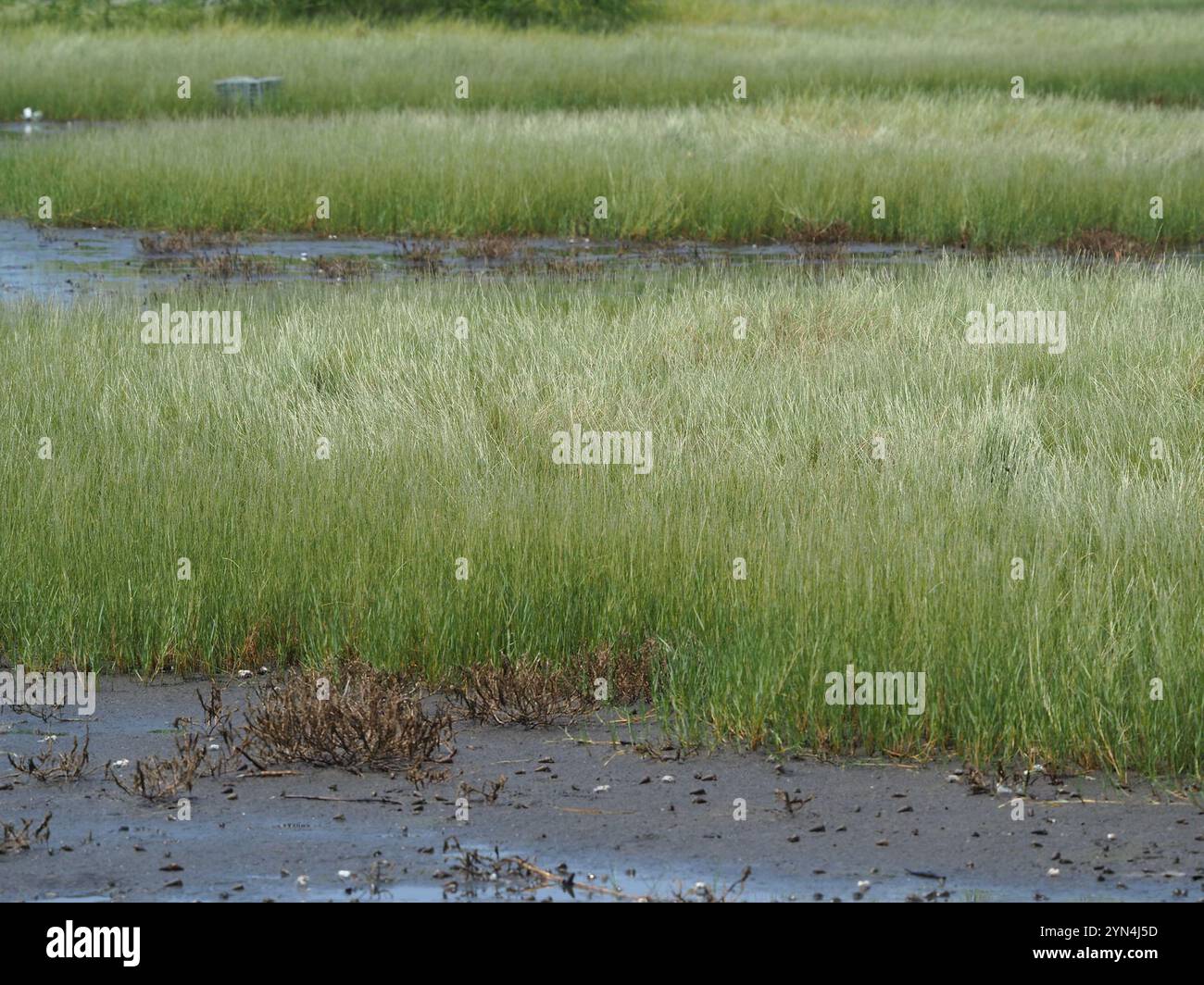 seashore dropseed (Sporobolus virginicus Stock Photo - Alamy